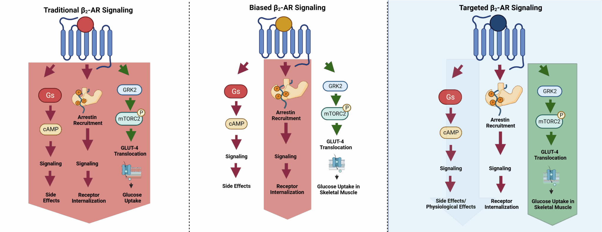 Our Science – Atrogi